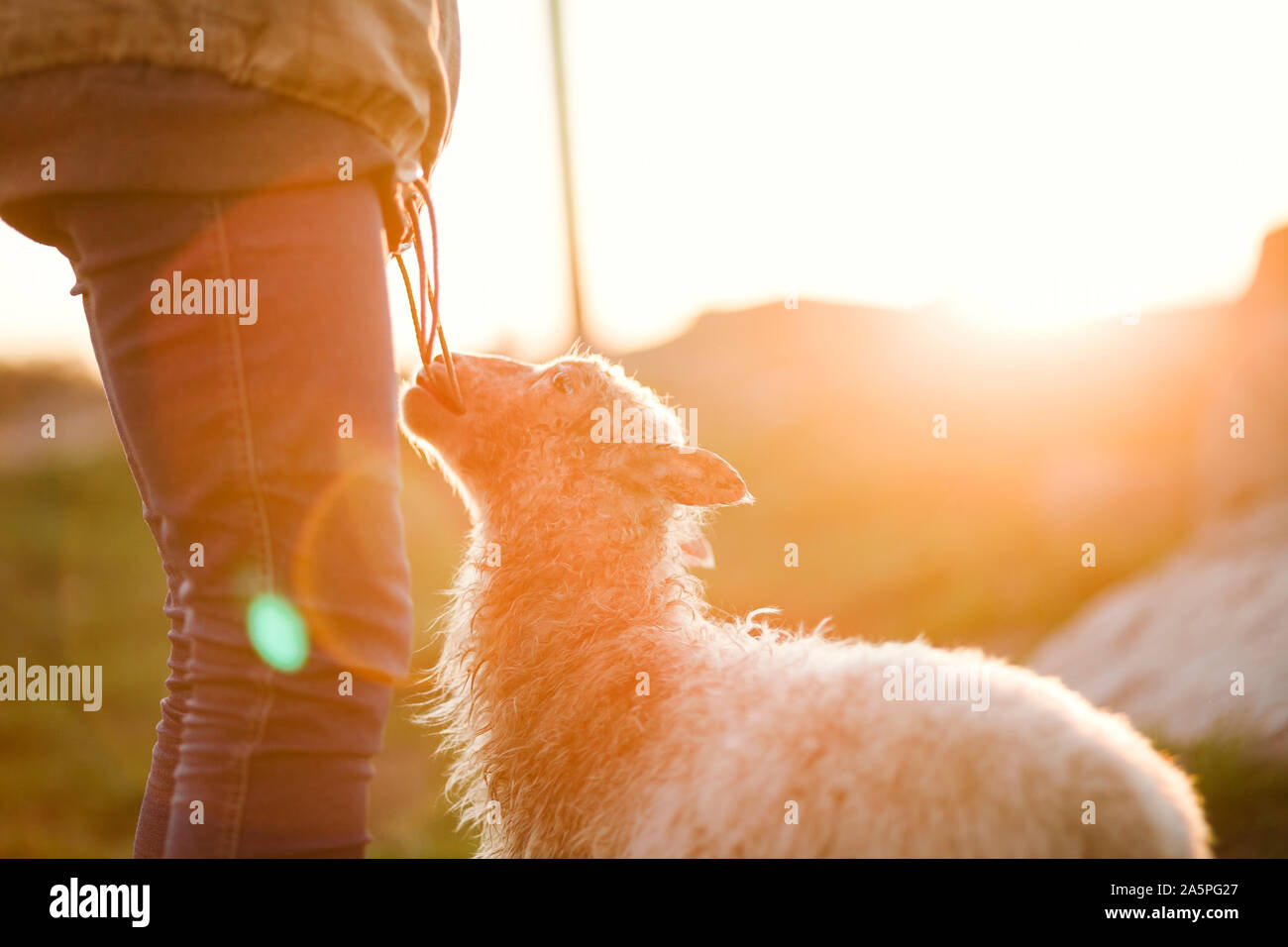 Woman with lamb Stock Photo - Alamy