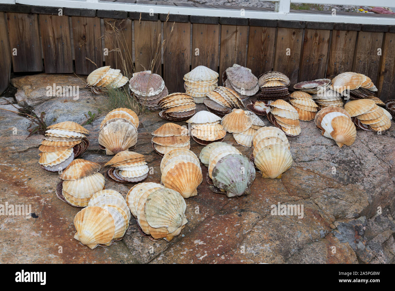 Norway sea caught Fish Norway North Scandinavia Stock Photo - Alamy