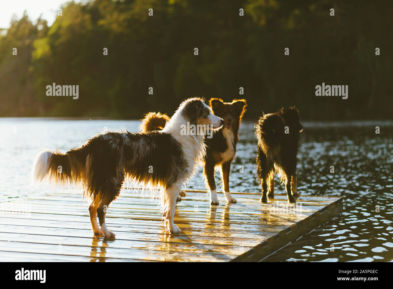Dogs on jetty at lake Stock Photo - Alamy