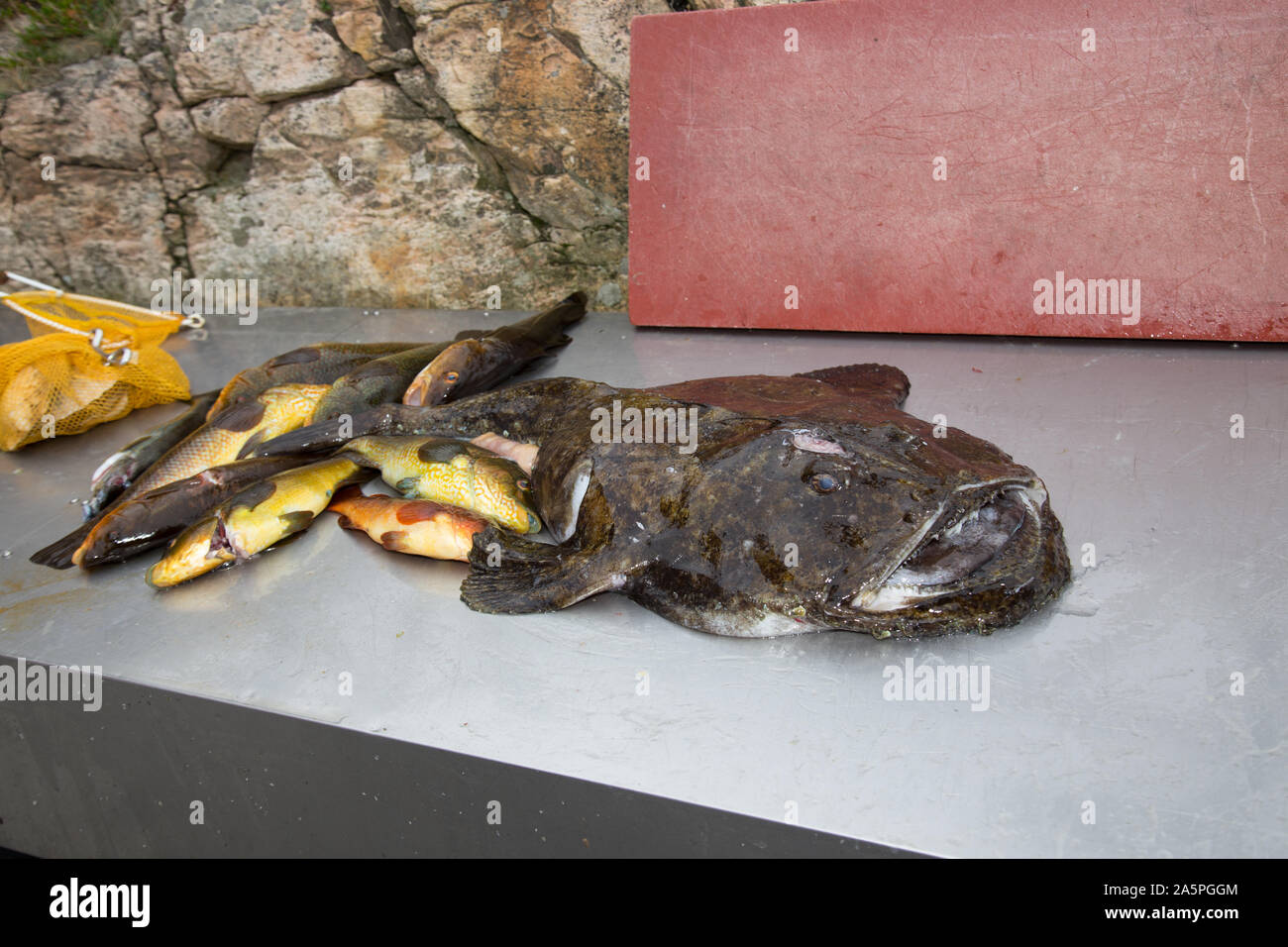 Norway Fish Farming High Resolution Stock Photography and Images - Alamy