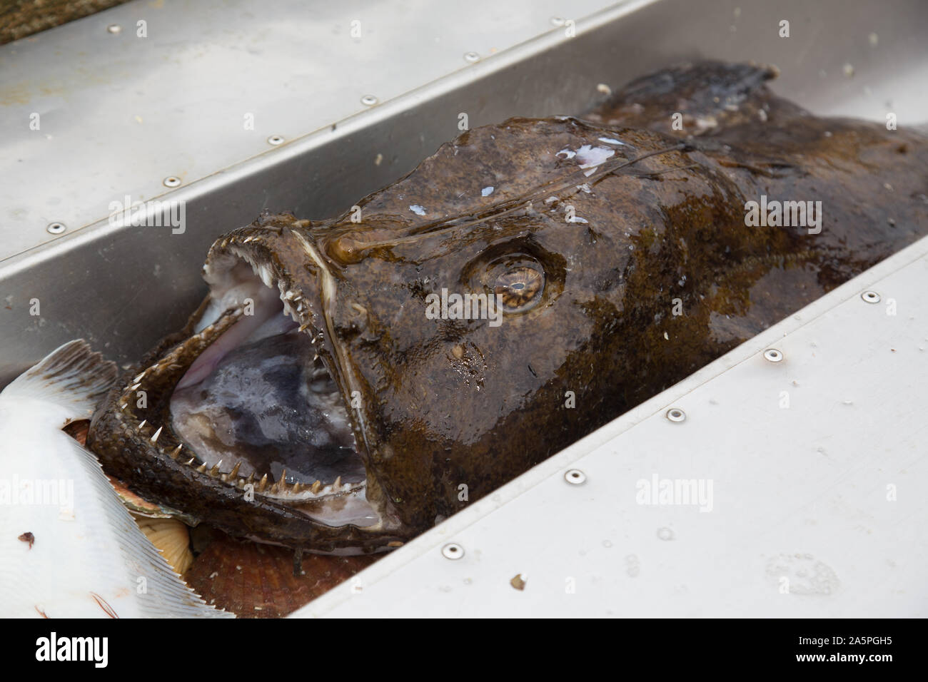 Norway sea caught Fish Norway North Scandinavia Stock Photo - Alamy