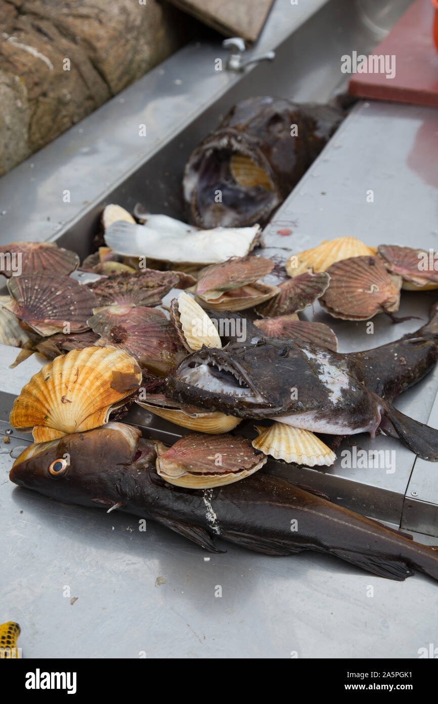 Scandinavian fish farm hi-res stock photography and images - Alamy