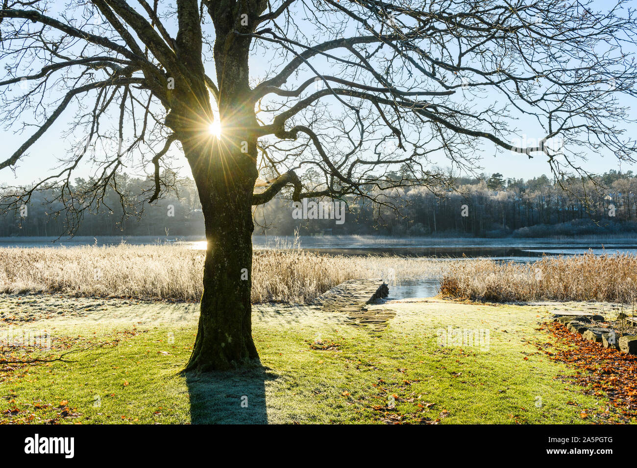 Tree at lake Stock Photo - Alamy