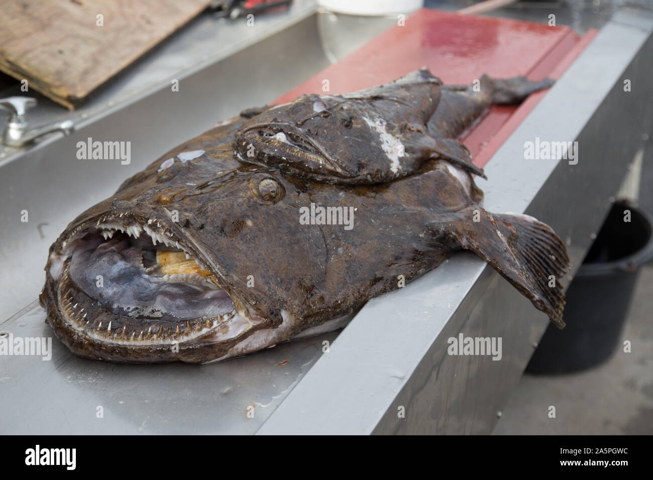 Norway sea caught Fish Norway North Scandinavia Stock Photo - Alamy