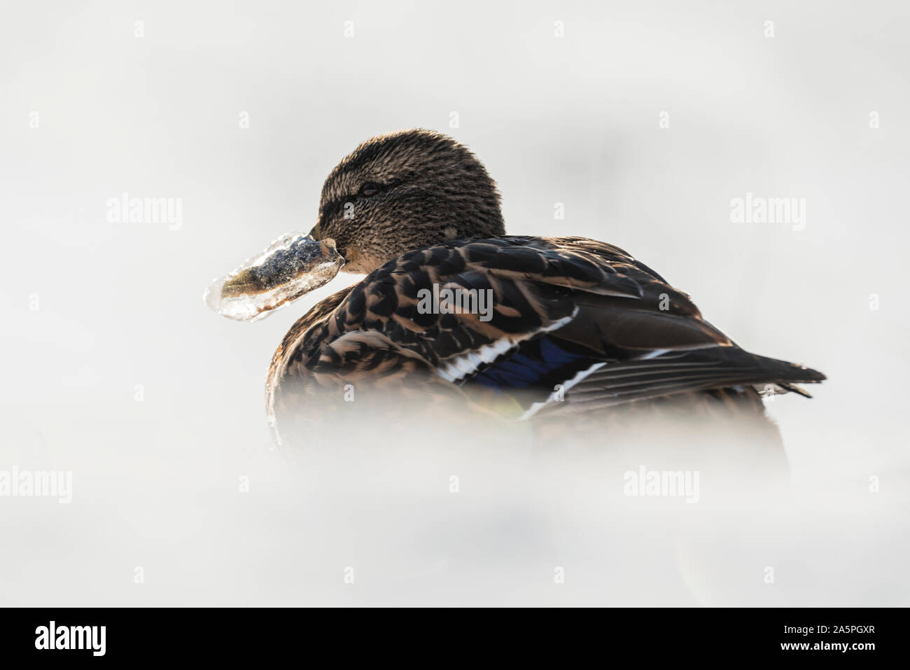 Duck with frozen beak Stock Photo - Alamy