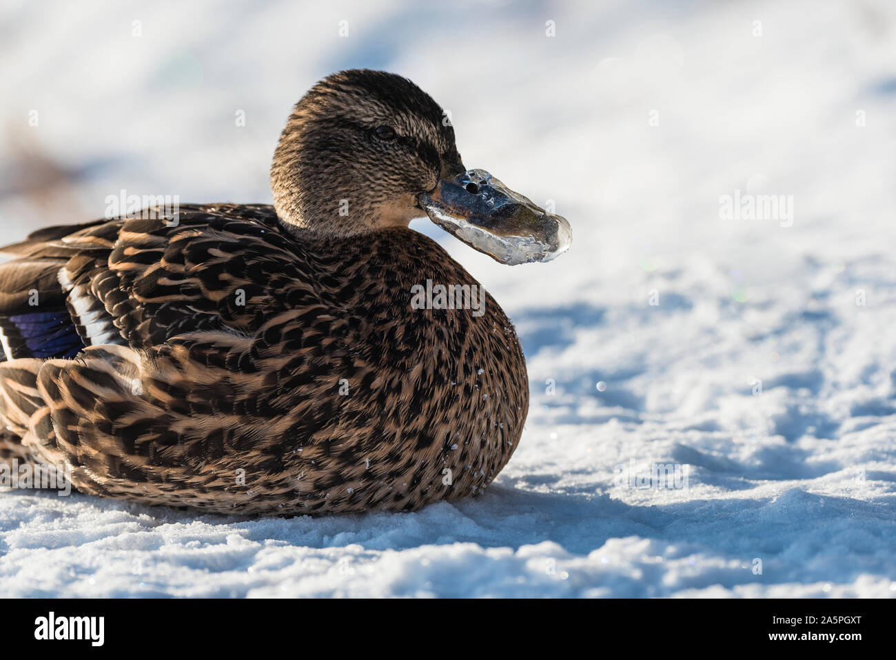 Duck with frozen beak Stock Photo - Alamy