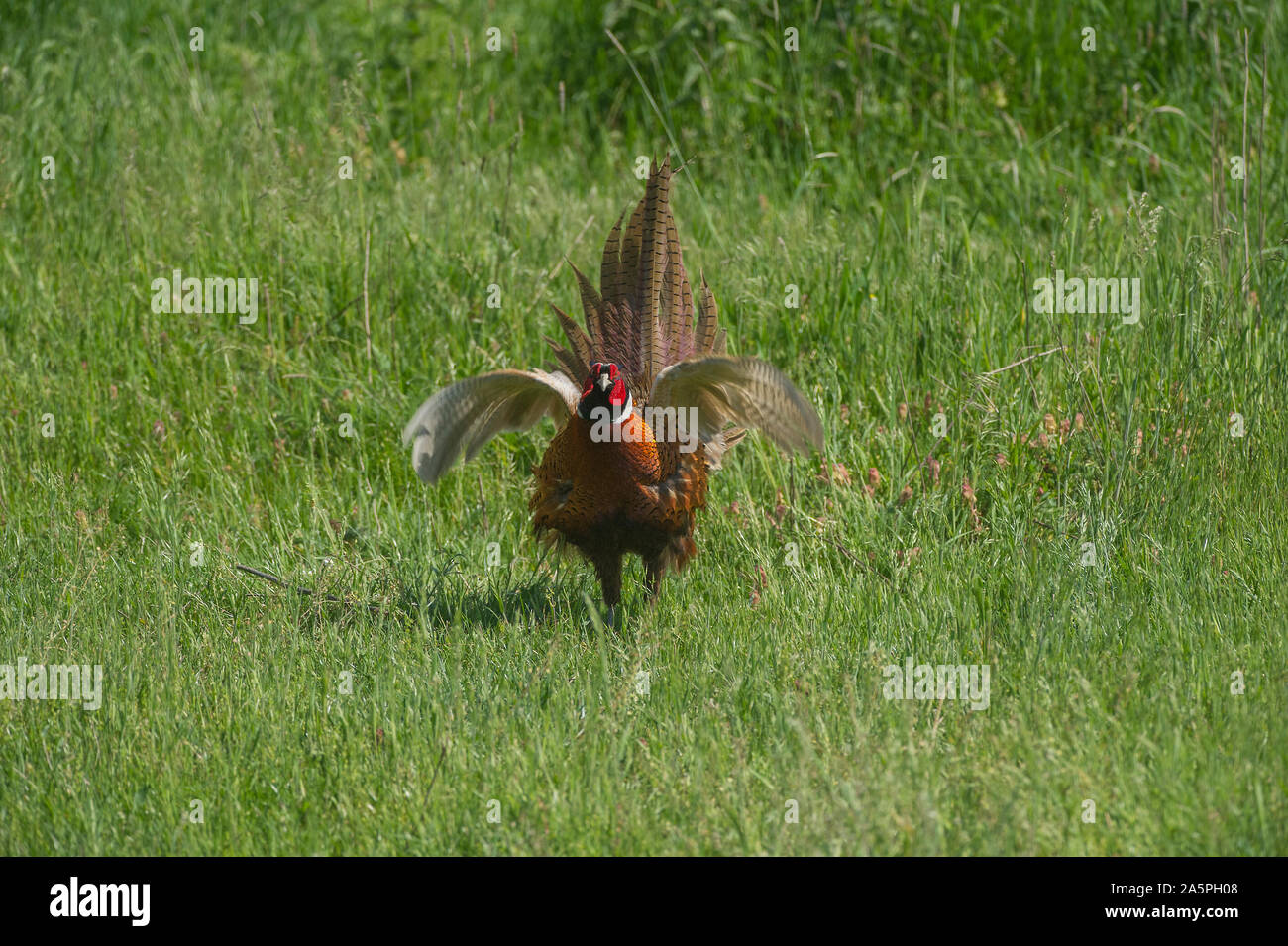 Pheasant (Phasianus colchius), male displaying and showing aggression ...