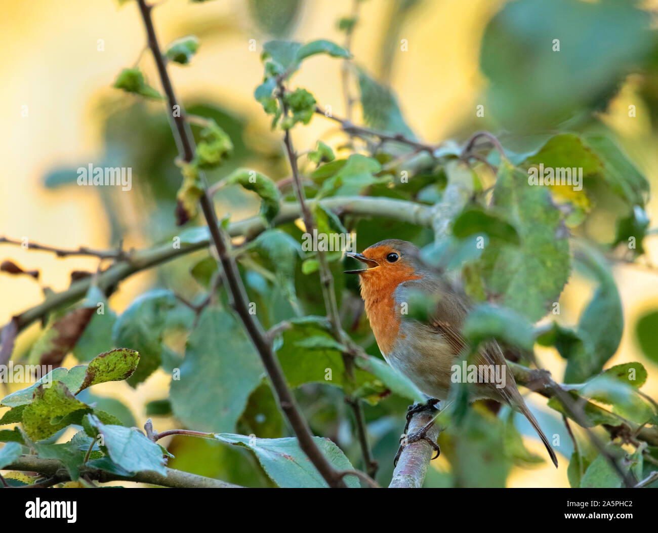 Robin redbreast searching for food hi-res stock photography and images ...
