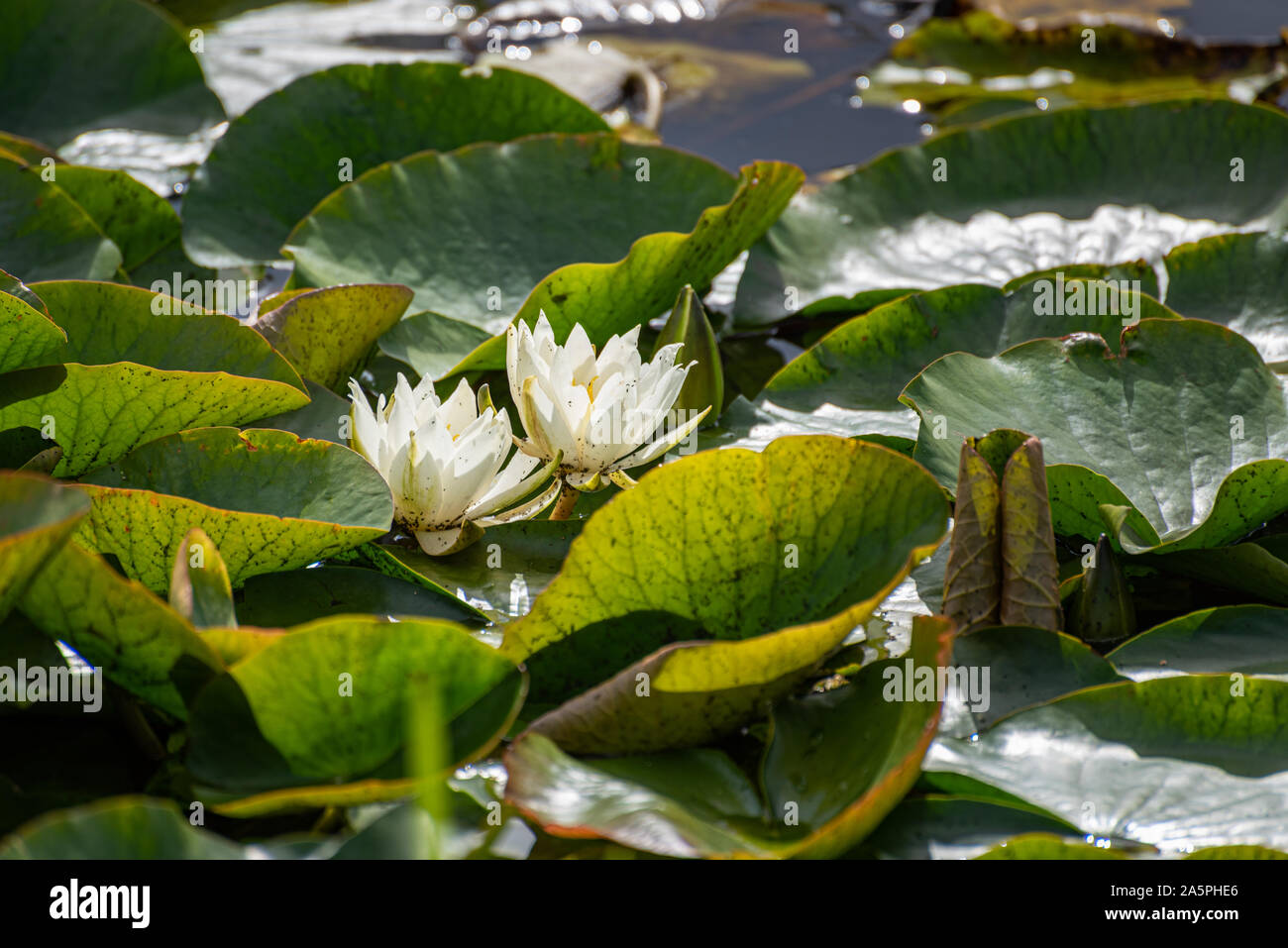 Lily pads on a pond hi-res stock photography and images - Alamy