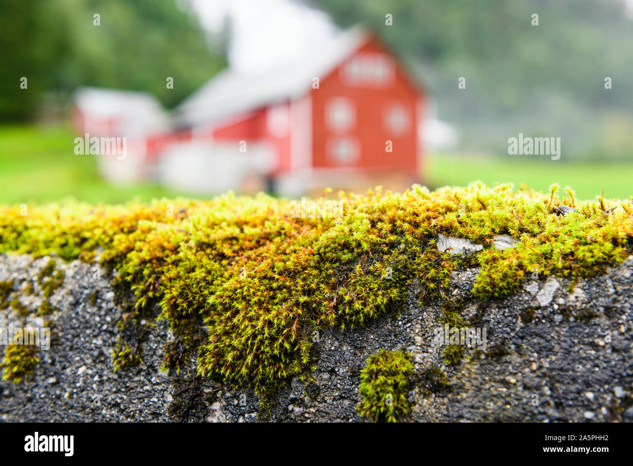 Moss on stone Stock Photo - Alamy