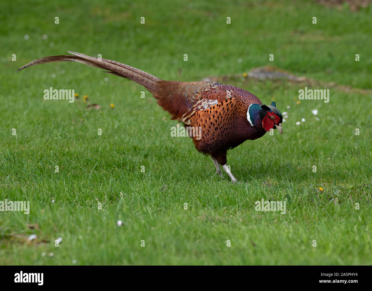Male pheasant (Phasianus colchius) portrait, Dumfries, Dumfries and ...