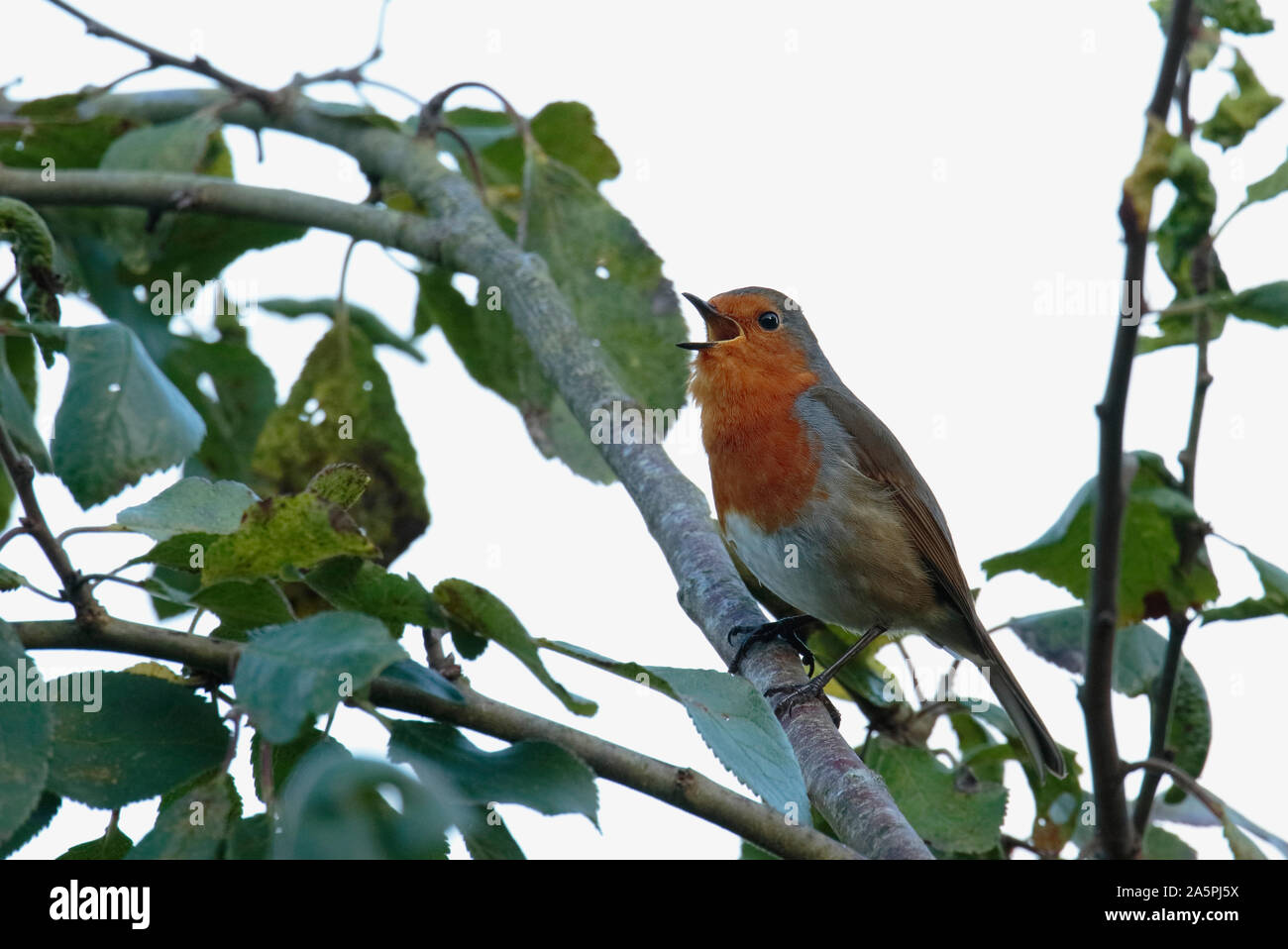 Robin redbreast flying uk hi-res stock photography and images - Alamy