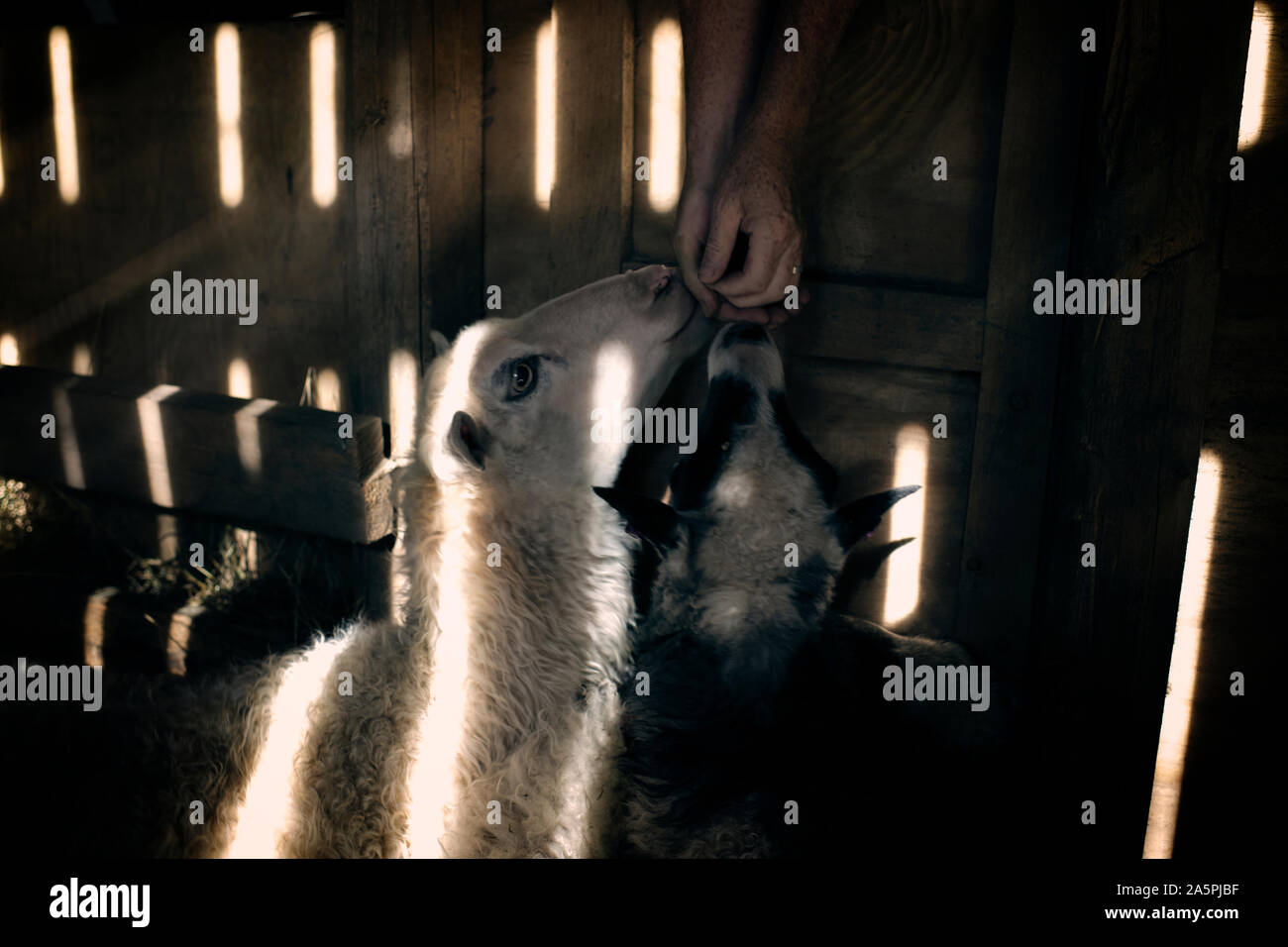 Farmer with sheep Stock Photo - Alamy