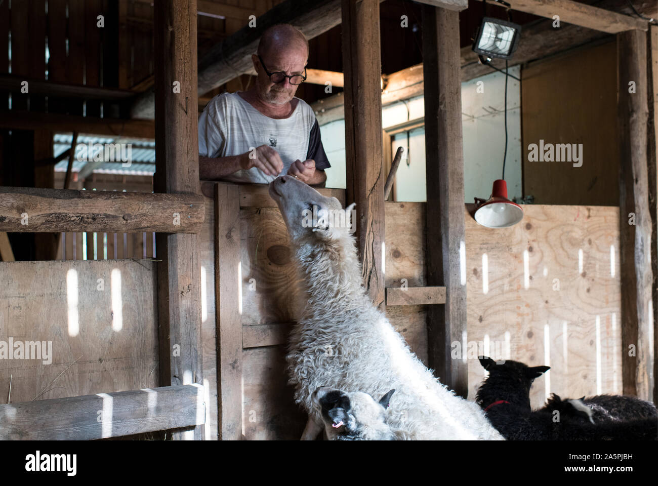 Farmer with sheep Stock Photo - Alamy