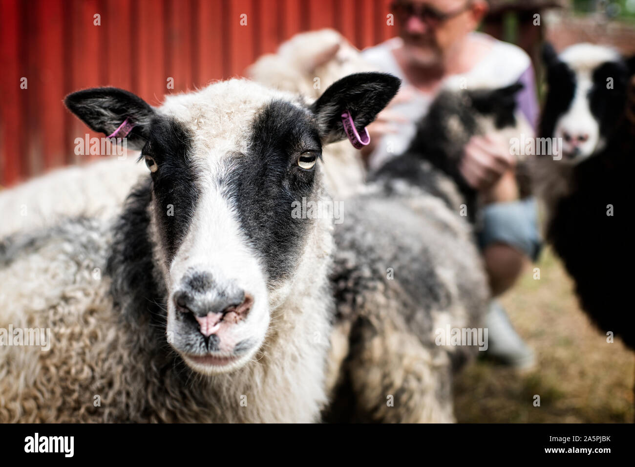 Farmer with sheep Stock Photo - Alamy