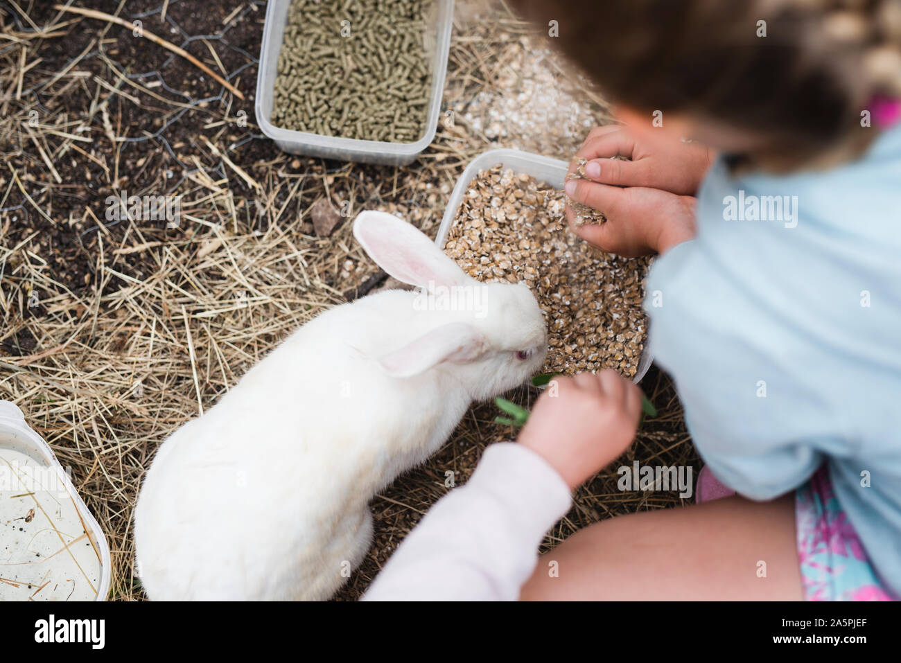 Children feeding rabbit Stock Photo - Alamy