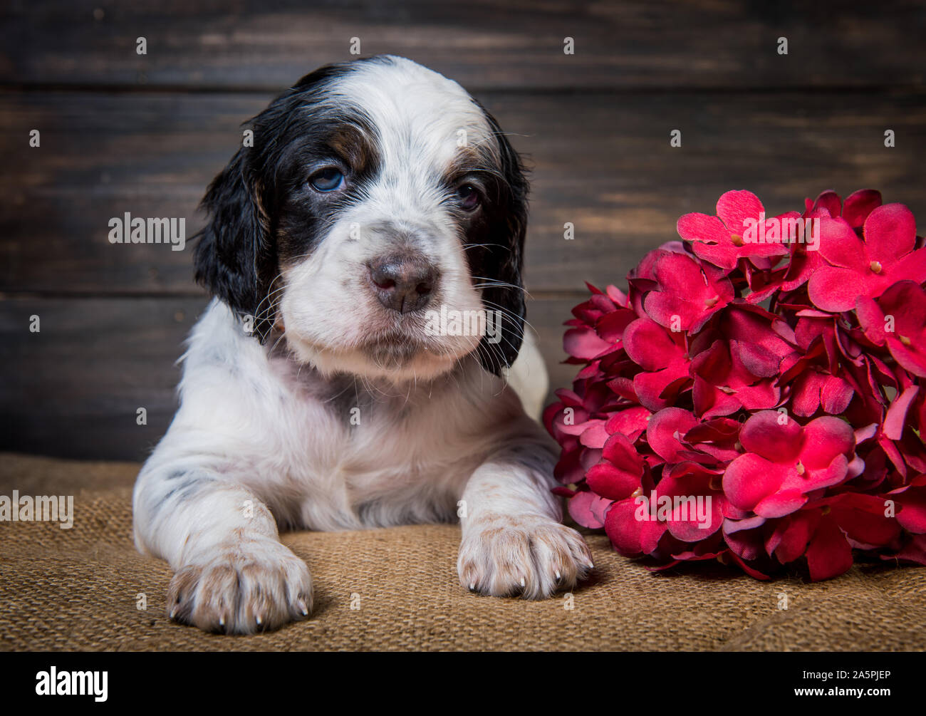 Cute English Setter puppy dog studio portrait Stock Photo - Alamy