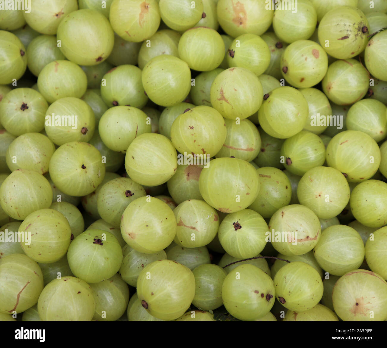 Amla Background. Green Indian Gooseberry Amla Background Stock Photo ...