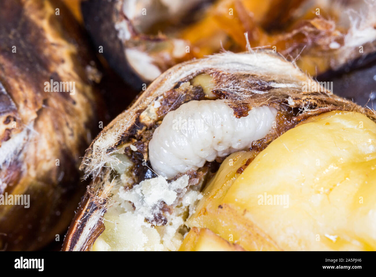 Sweet chestnut weevil Curculio elephas larva inside fruit Stock Photo ...