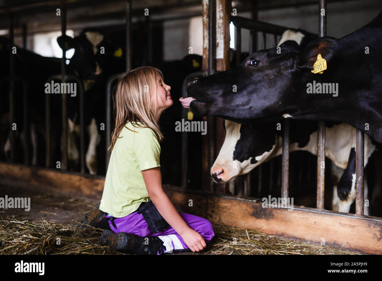 Girls sitting cow hi-res stock photography and images - Alamy