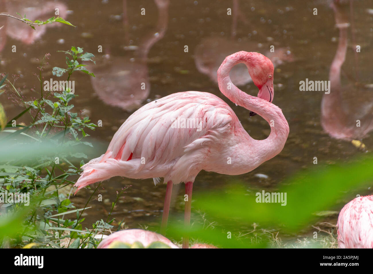 A close up view of a flamingo cleaning its beautiful pink feathers near ...