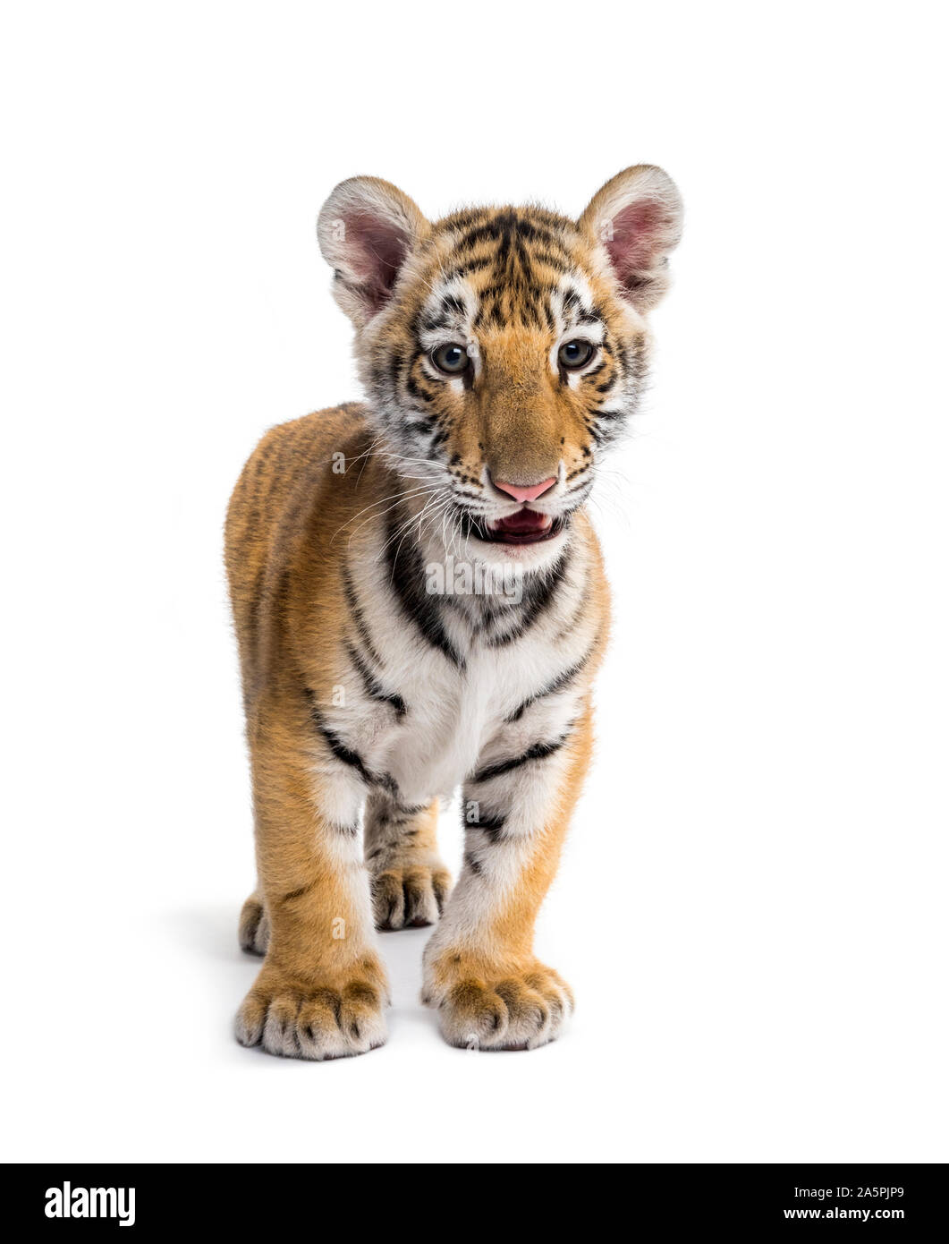 Two months old tiger cub standing against white background Stock Photo ...
