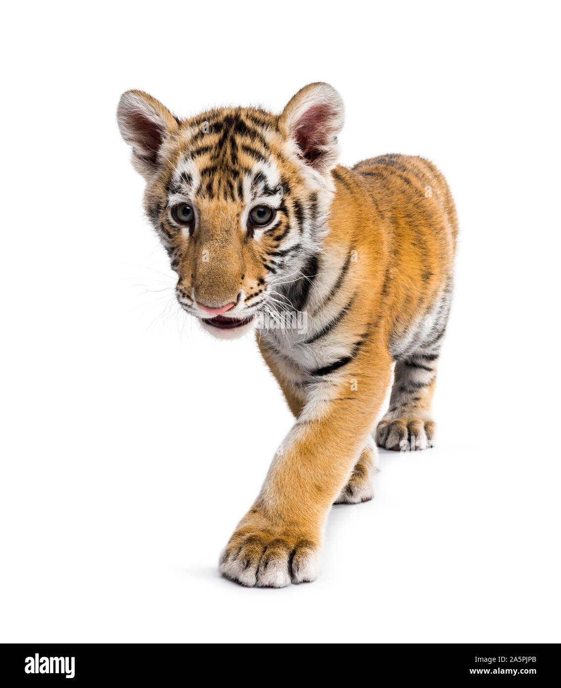Two months old tiger cub walking against white background Stock Photo ...