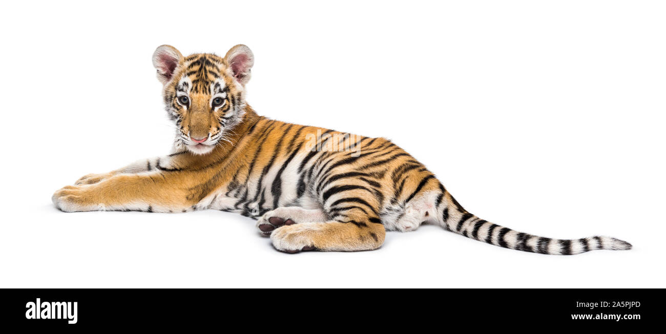 Two months old tiger cub lying against white background Stock Photo - Alamy