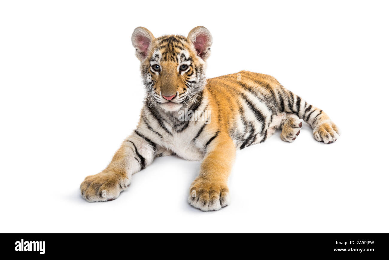 Two months old tiger cub lying against white background Stock Photo - Alamy