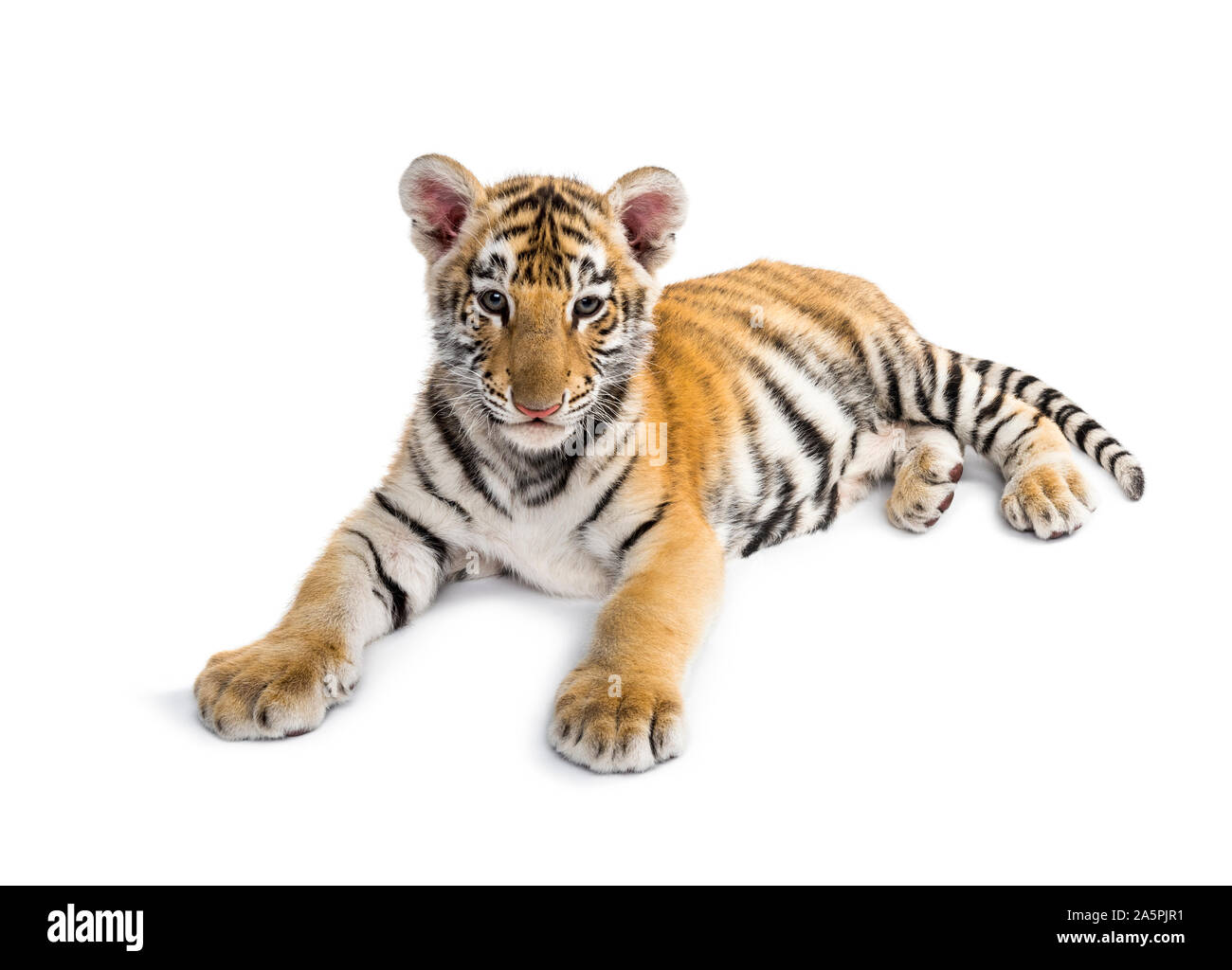 Two months old tiger cub lying against white background Stock Photo - Alamy