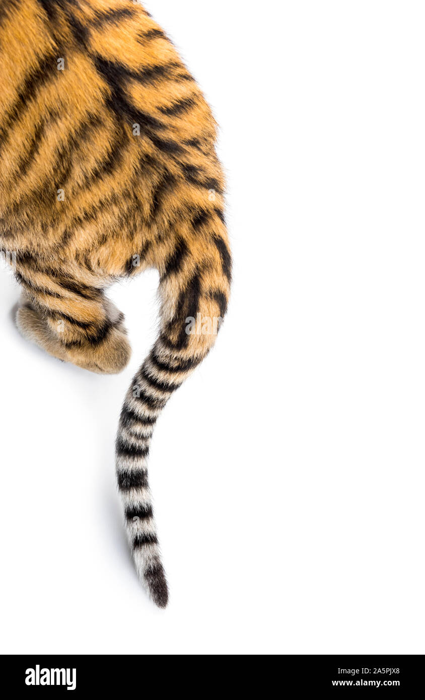 Two young bengal tiger cubs hi-res stock photography and images - Alamy