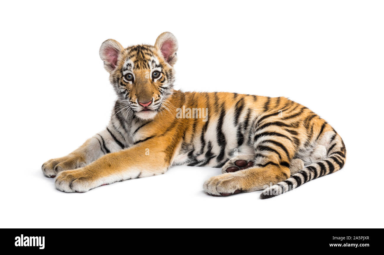 Two months old tiger cub lying against white background Stock Photo - Alamy