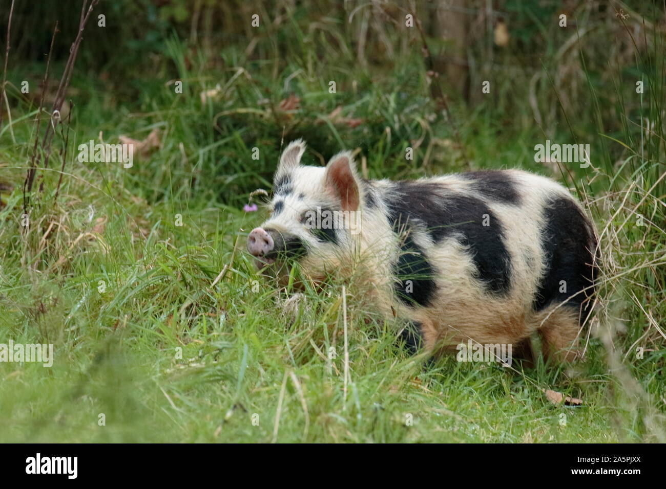 Free Range Pig Stock Photo - Alamy