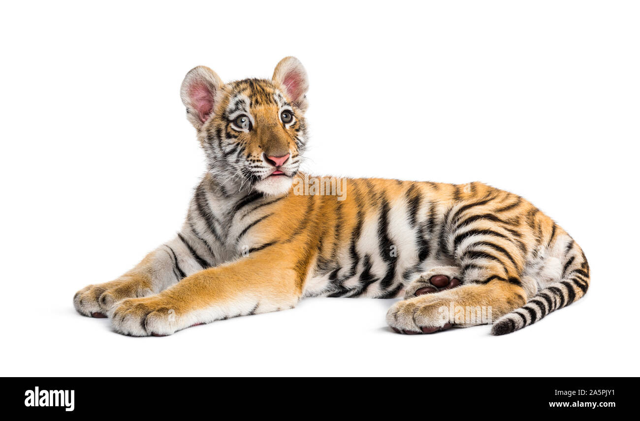 Two months old tiger cub lying against white background Stock Photo - Alamy