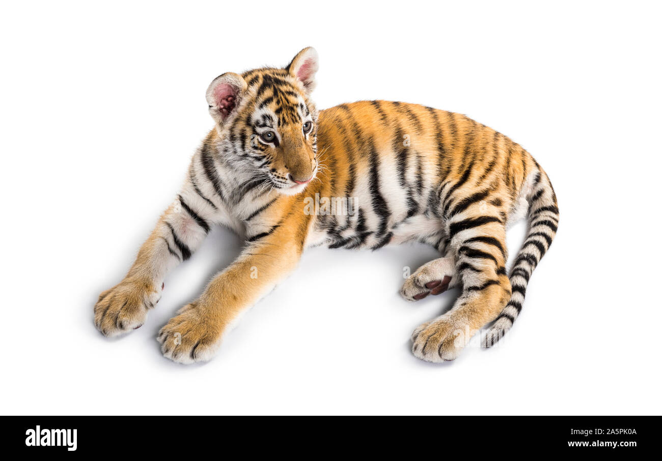 Two months old tiger cub lying against white background Stock Photo - Alamy