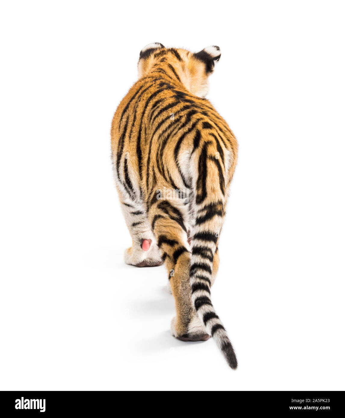 Back view of a two months old tiger cub walking against white ...