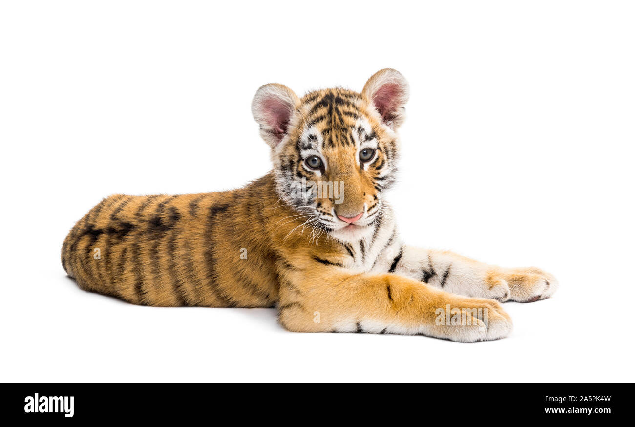 Two months old tiger cub lying against white background Stock Photo - Alamy