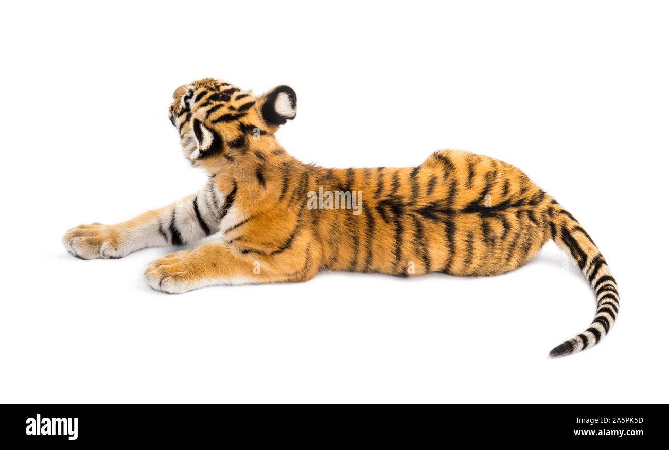 Two months old tiger cub lying against white background Stock Photo - Alamy