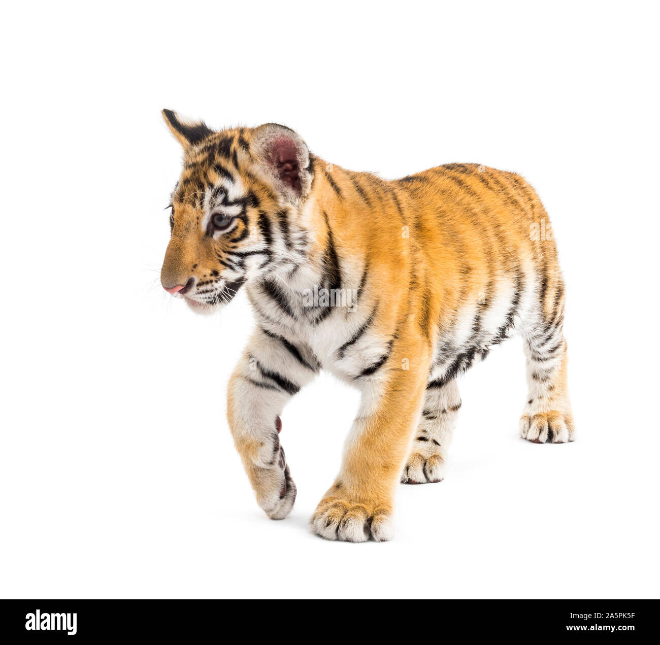 Two months old tiger cub walking against white background Stock Photo ...