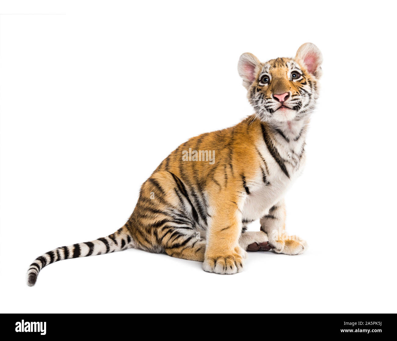 Two months old tiger cub sitting against white background Stock Photo ...