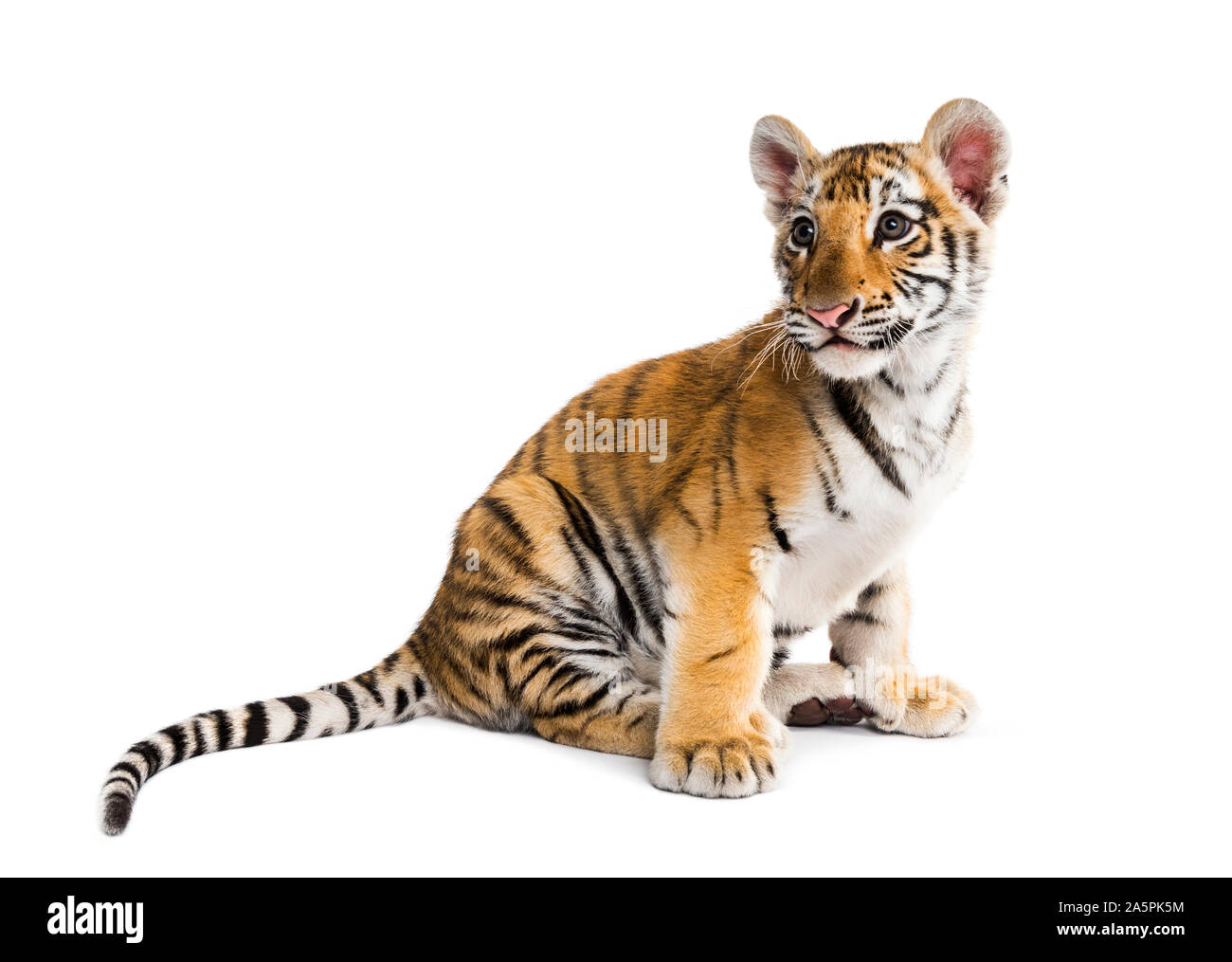 Two months old tiger cub sitting against white background Stock Photo ...