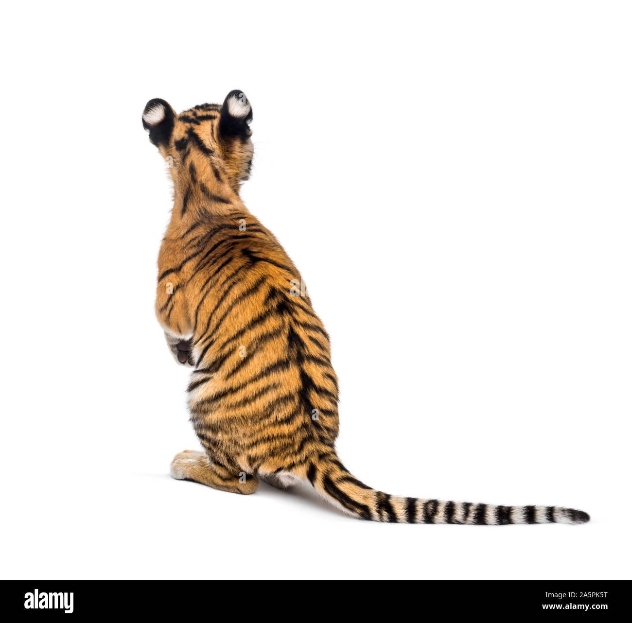 Back view on a two months old tiger cub sitting against white ...