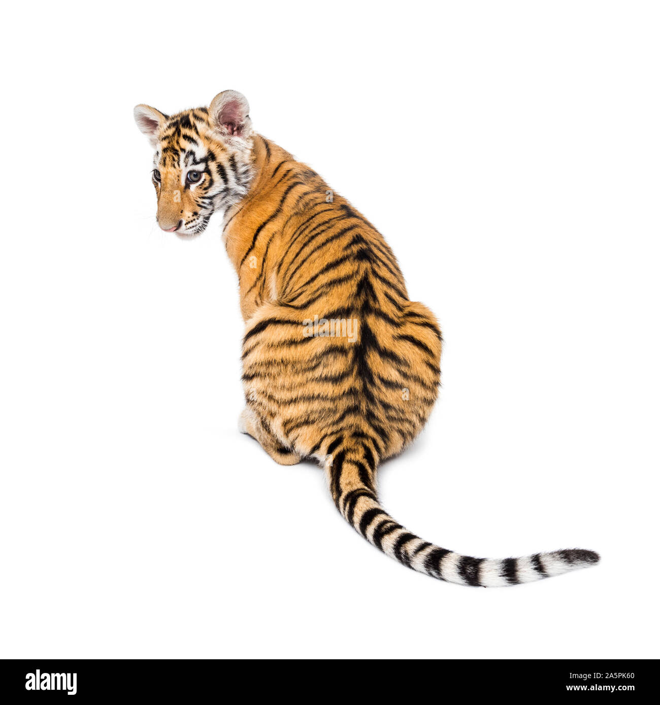 Two months old tiger cub sitting against white background Stock Photo ...