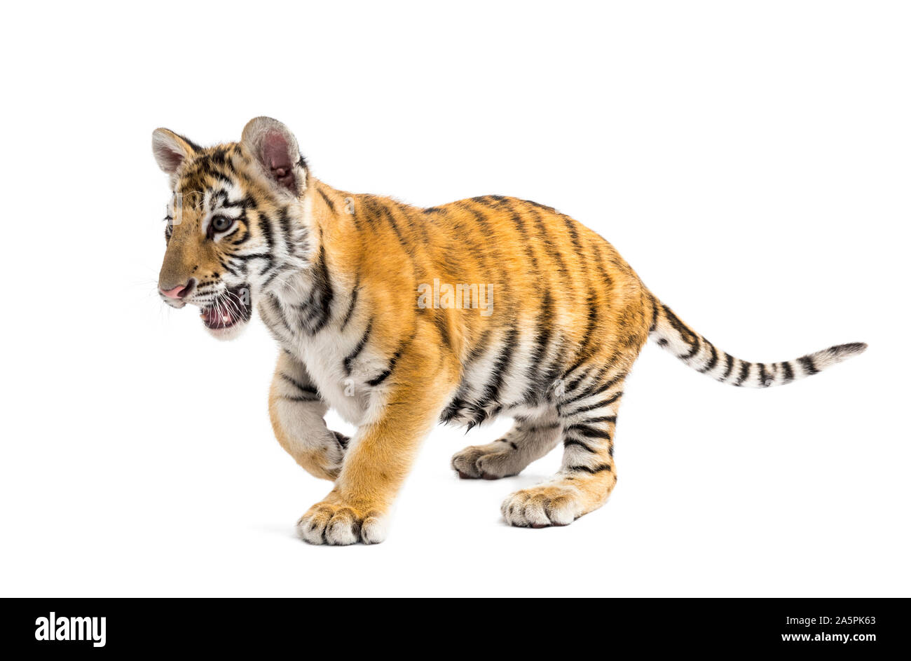 Two months old tiger cub walking against white background Stock Photo ...