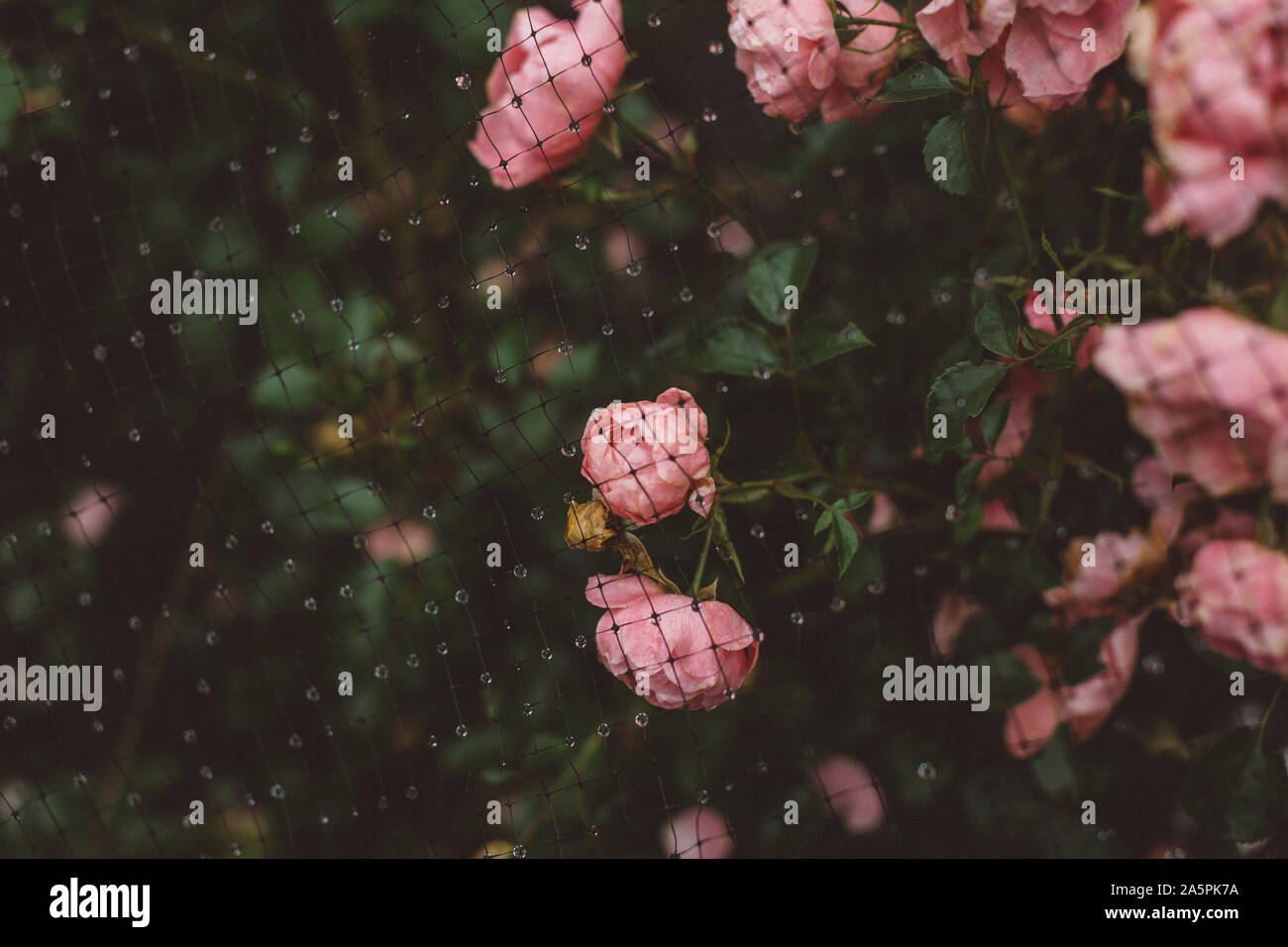 Net roses hi-res stock photography and images - Alamy