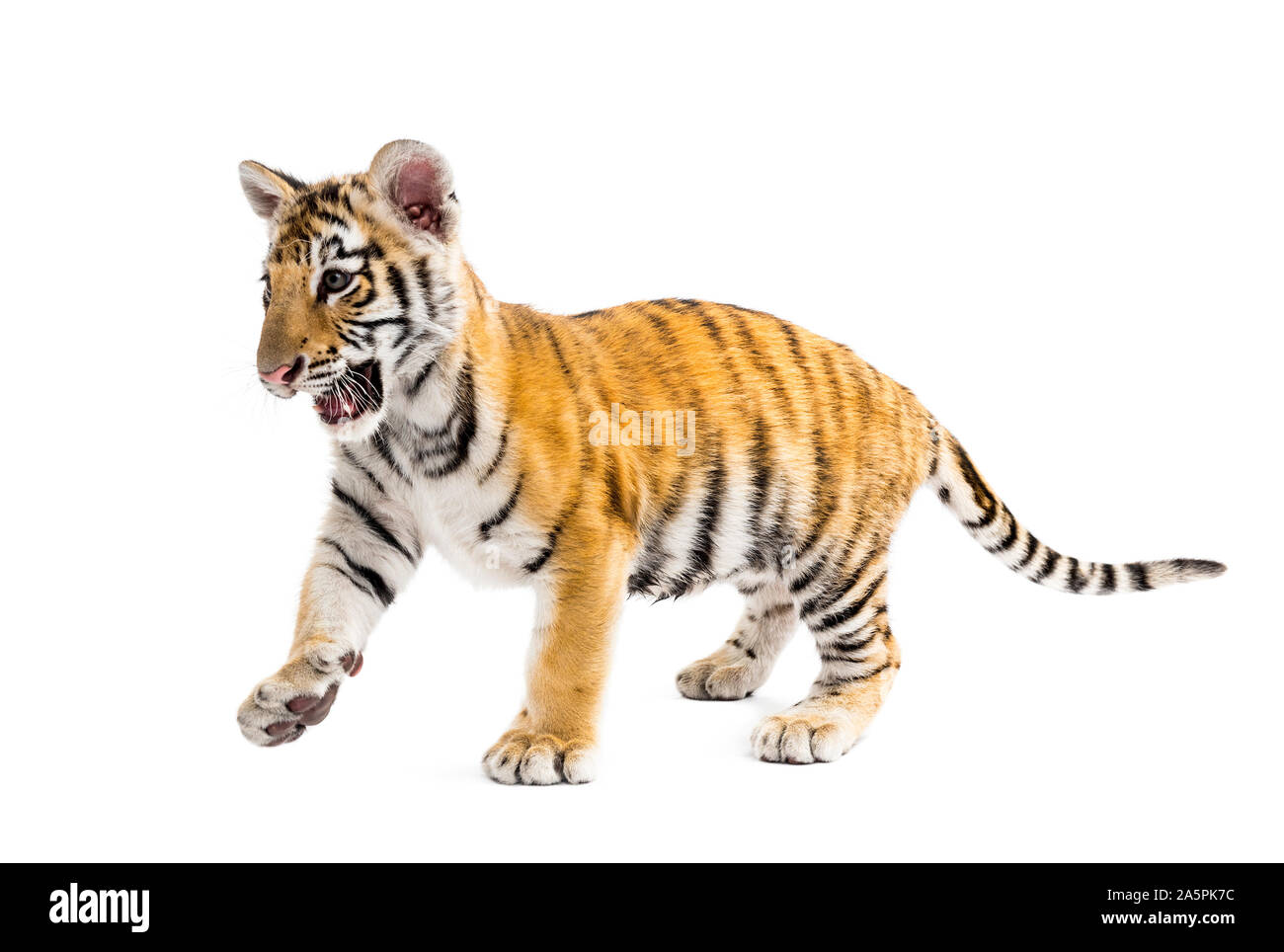 Tiger walking side view Cut Out Stock Images & Pictures - Alamy