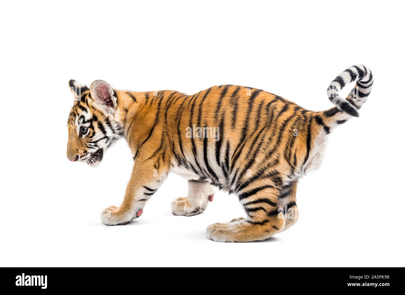 Two months old tiger cub against white background Stock Photo - Alamy