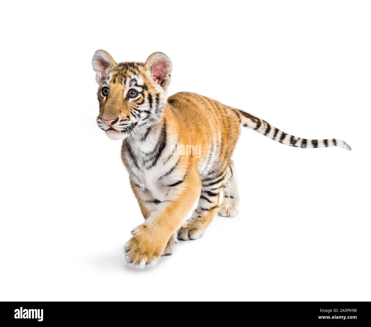 Young tiger walking on big hi-res stock photography and images - Alamy