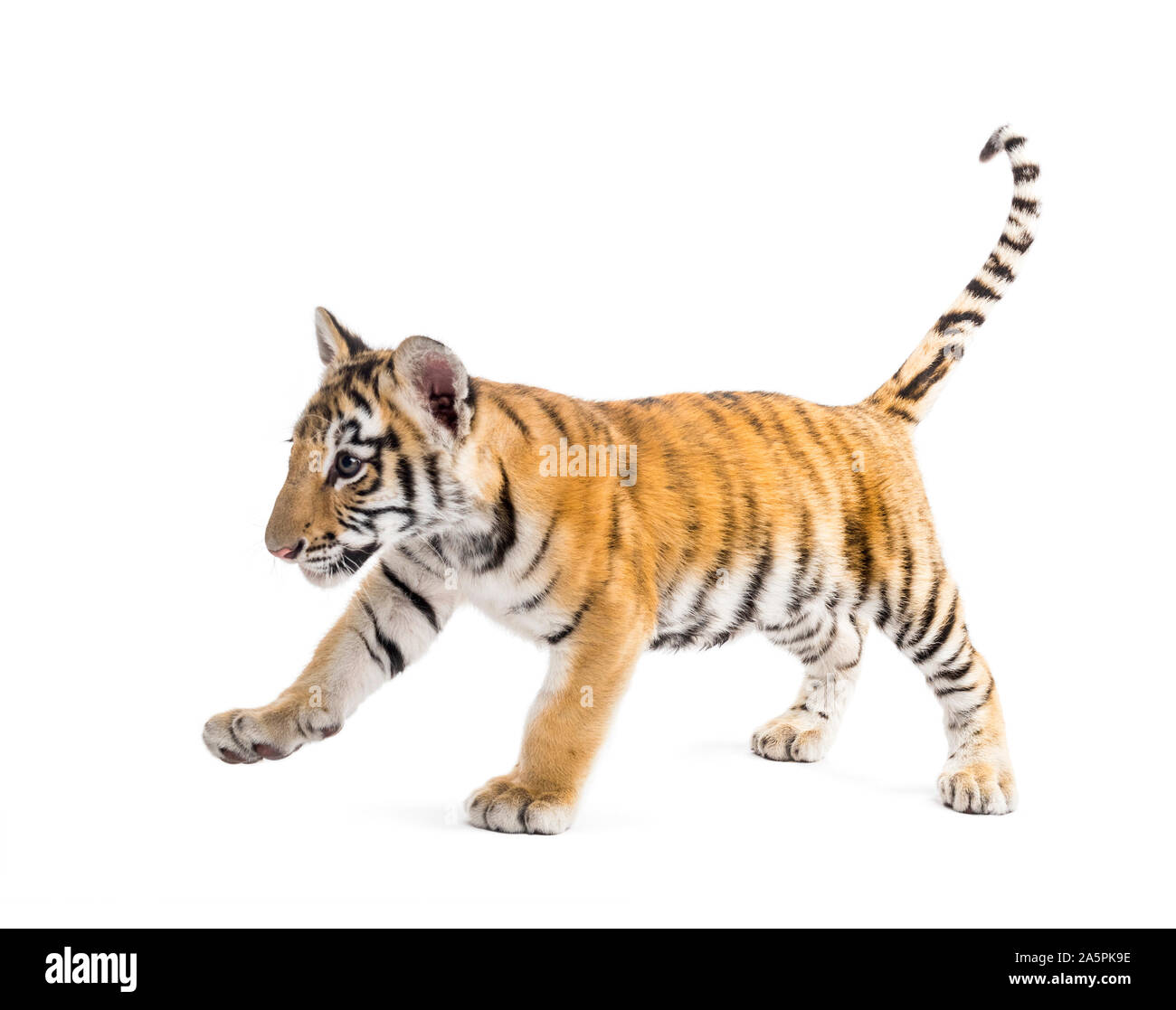 Tiger walking side view Cut Out Stock Images & Pictures - Alamy