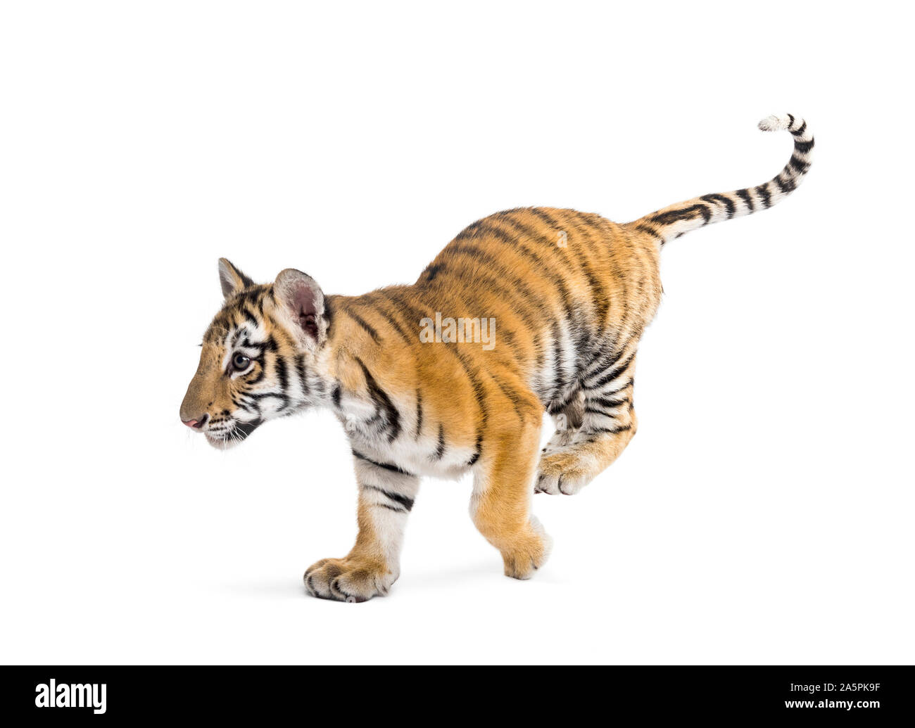 Tiger walking side view Cut Out Stock Images & Pictures - Alamy
